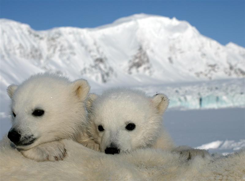 Svalbard Polar Bear Research Day 2 Thin Ice Blog Svalbard Polar Bear Research Day 2 Thin Ice Blog